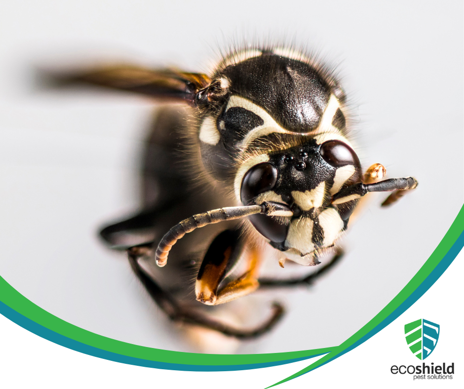 What are Bull Wasps?